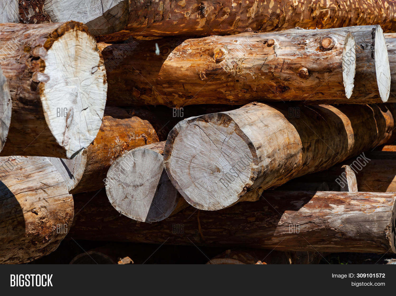 Large Sawn Round Pine Image & Photo (Free Trial) | Bigstock
