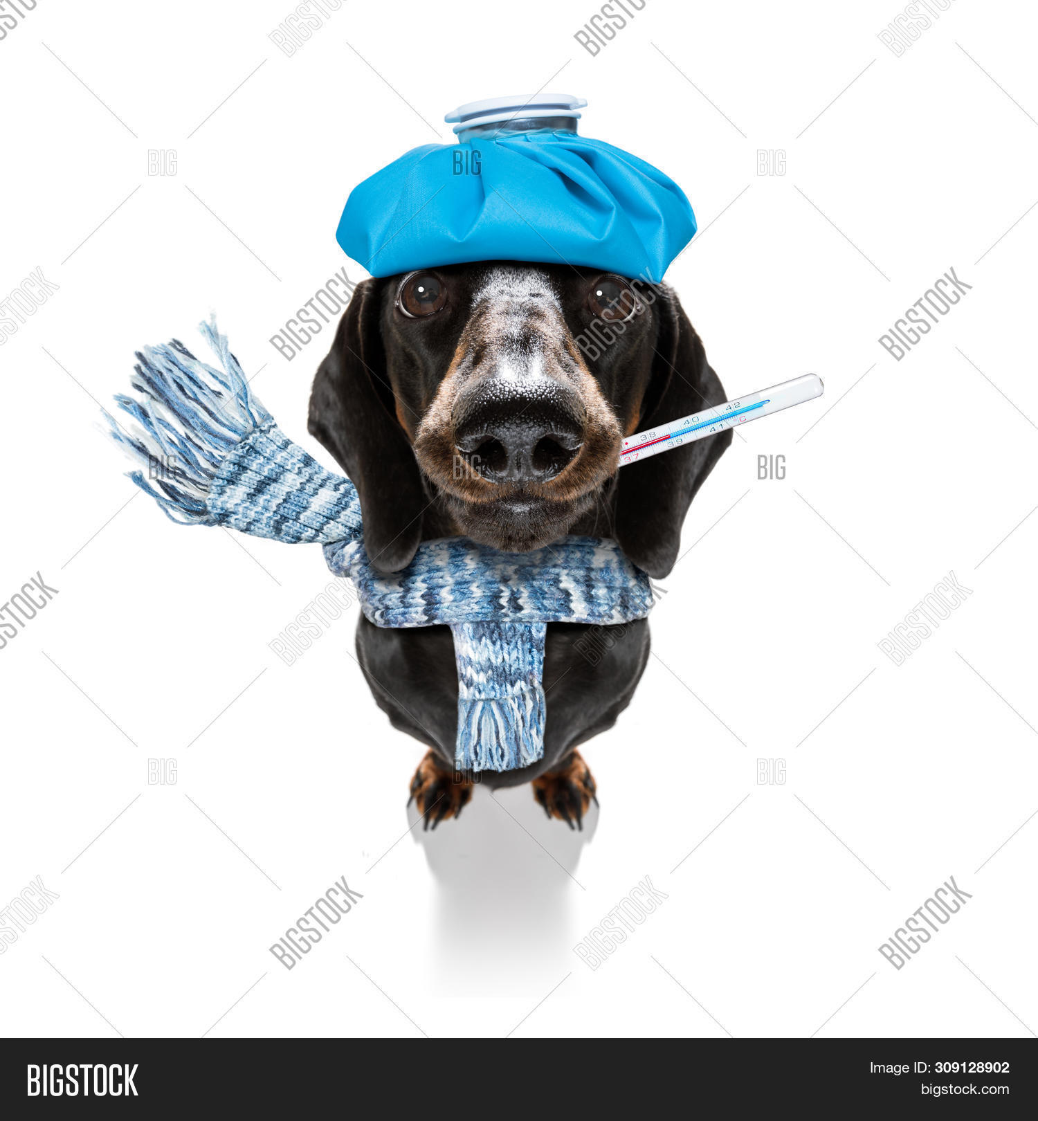 Sick Ill Dachshund Image & Photo (Free Trial) | Bigstock