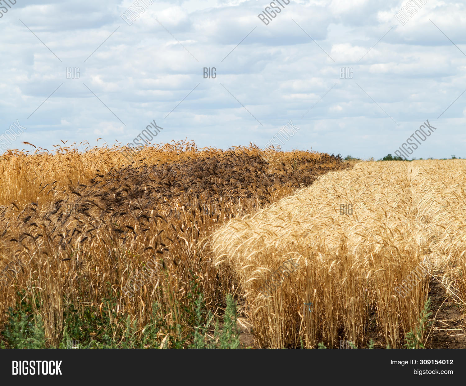 Wheat Field. Unusual Image & Photo (Free Trial) | Bigstock