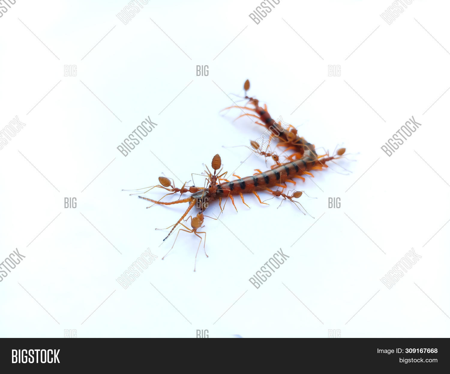 Red Ant Group Working Image & Photo (Free Trial) | Bigstock