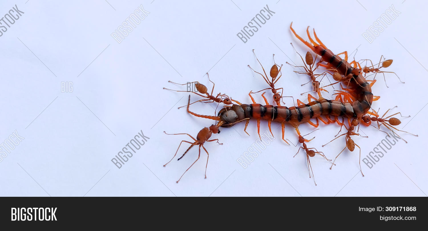 Red Ant Group Working Image & Photo (Free Trial) | Bigstock