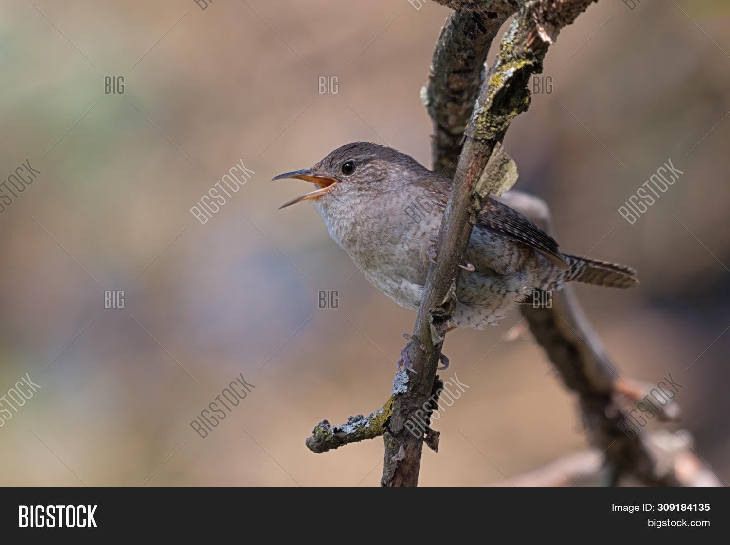 House Wren Signs Image & Photo (Free Trial) | Bigstock