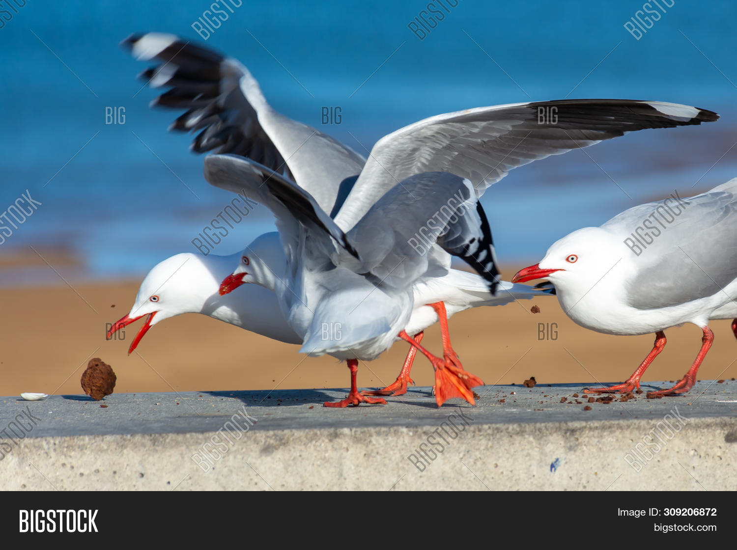 Seagulls Fighting Over Image & Photo (Free Trial) | Bigstock