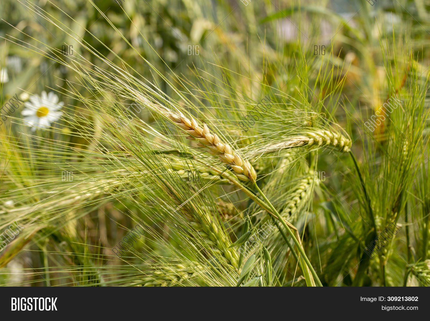 Rye Spikes Ripened Image & Photo (Free Trial) | Bigstock