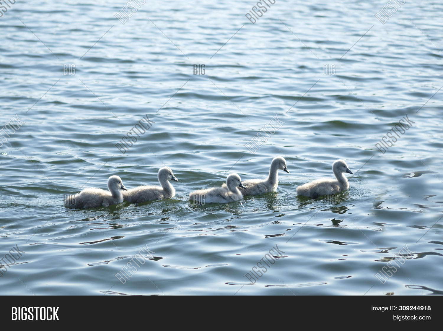 Little Swans Swimming Image & Photo (Free Trial) | Bigstock
