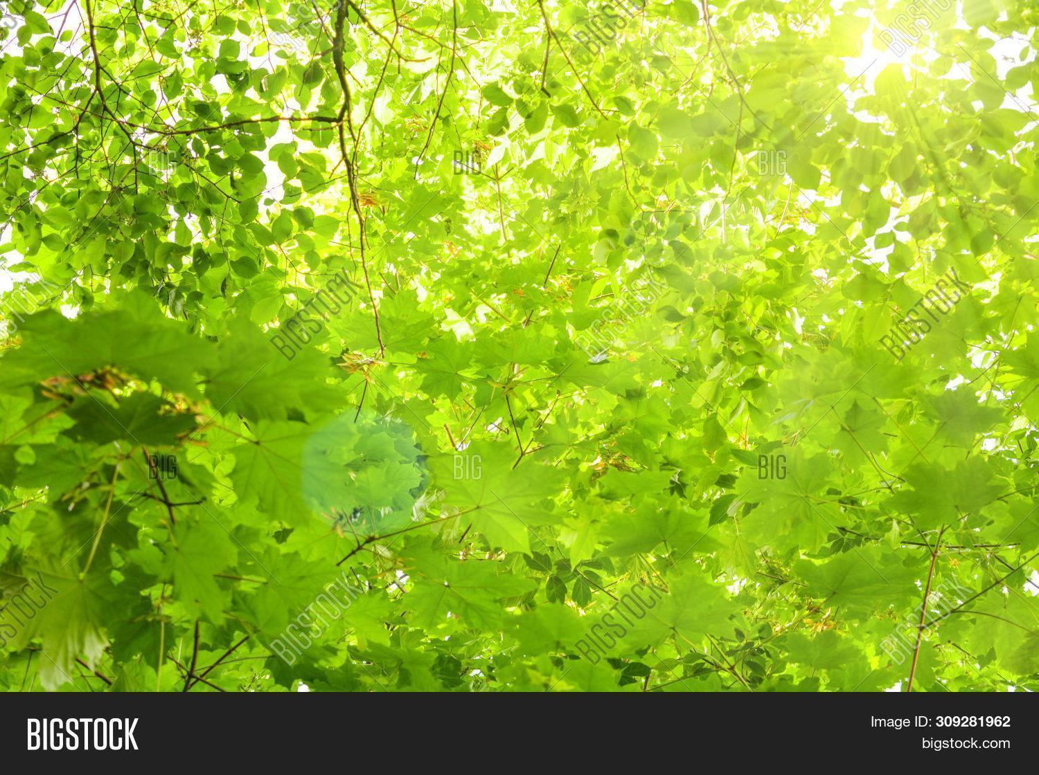 Maple Tree Branches Image & Photo (Free Trial) | Bigstock