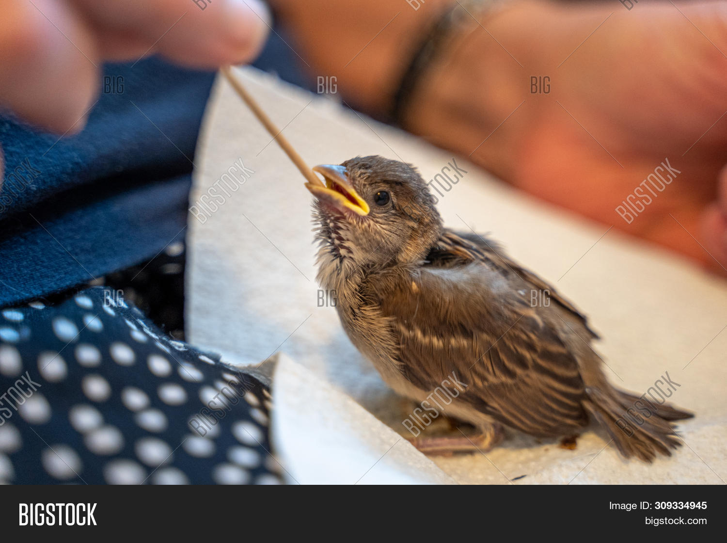 Injured Little Sparrow Image & Photo (Free Trial) | Bigstock