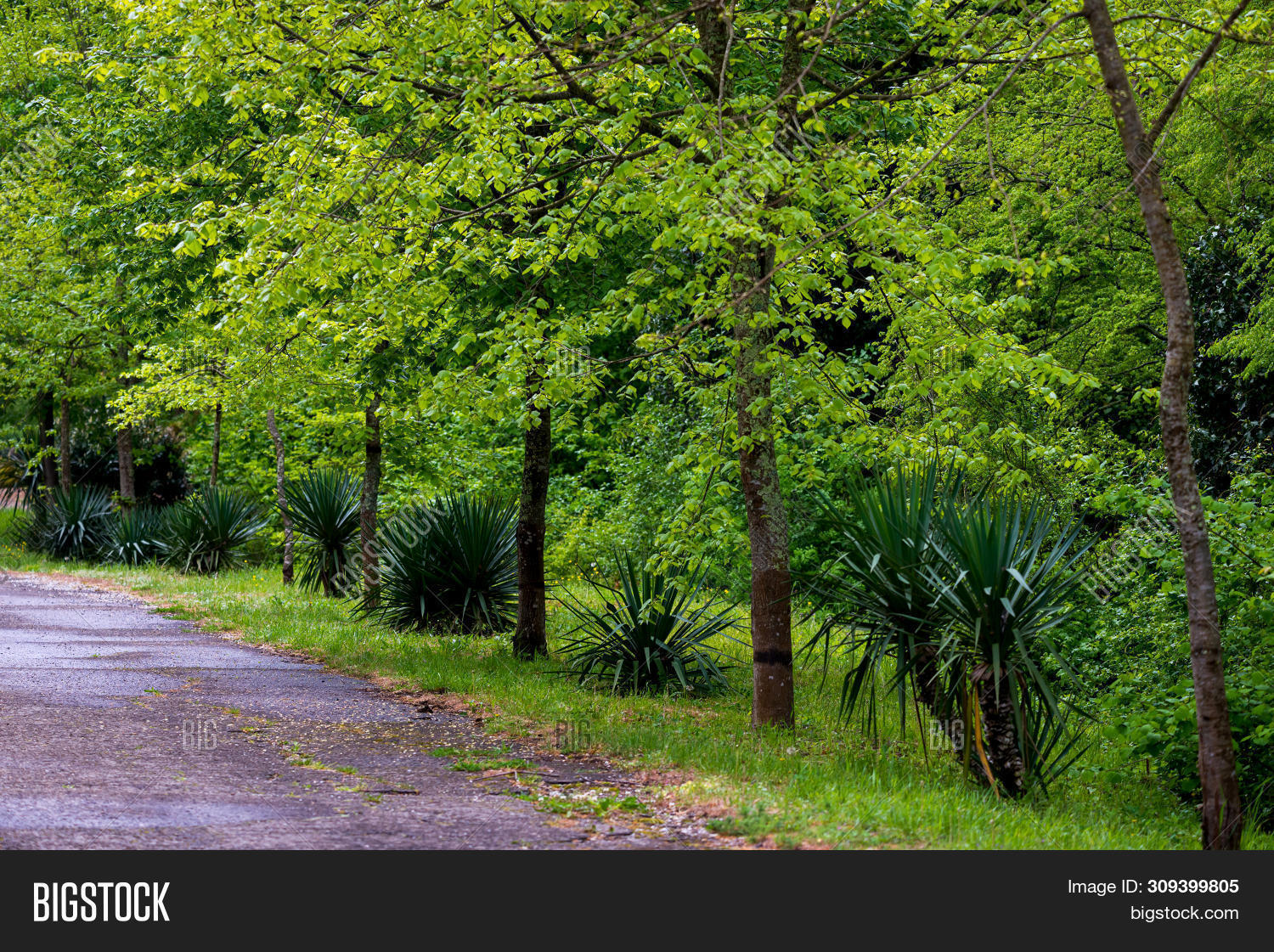 Row Evergreen Bushes Image & Photo (Free Trial) | Bigstock