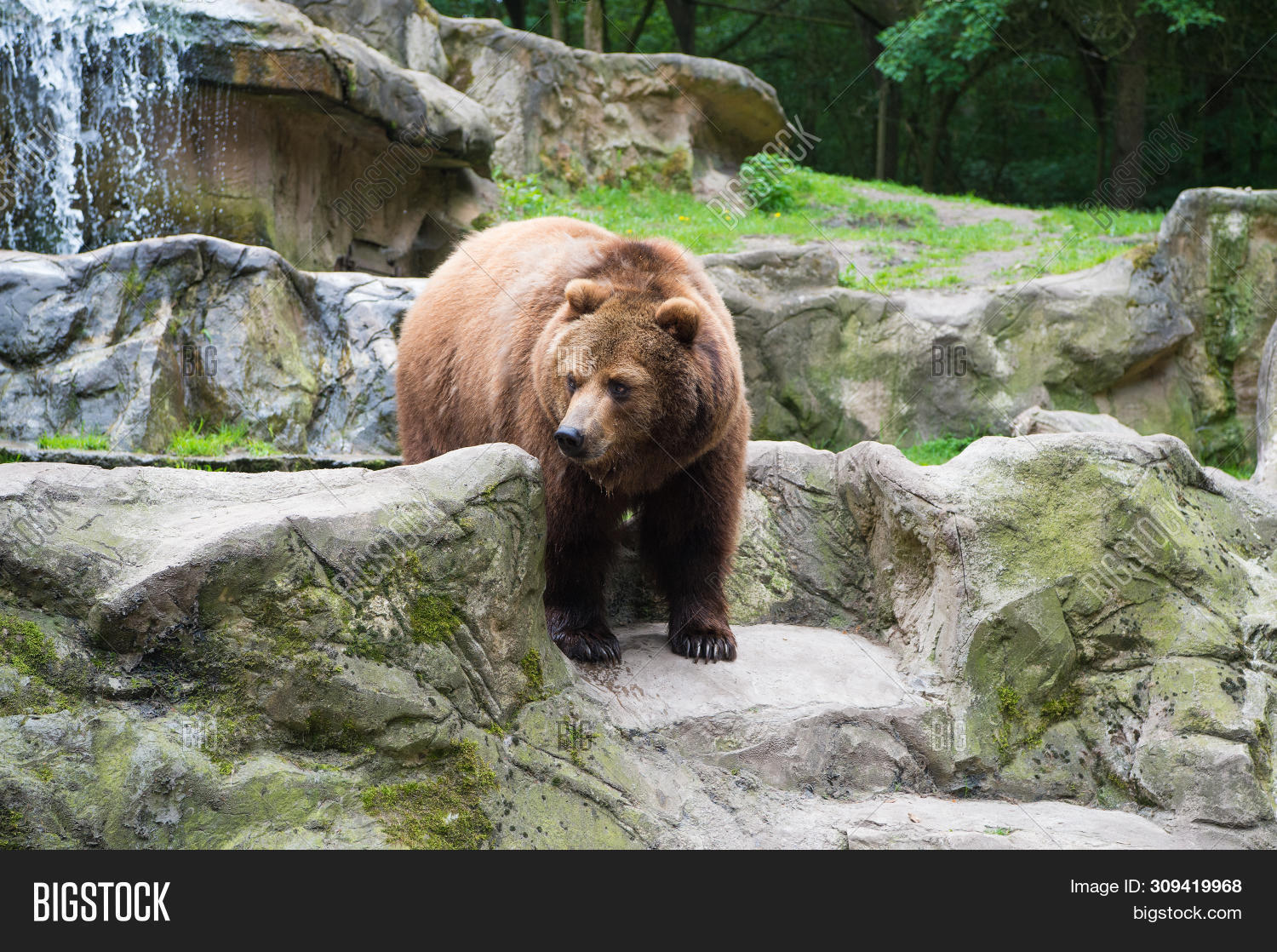 Wild Animal Life. Wild Image & Photo (Free Trial) | Bigstock