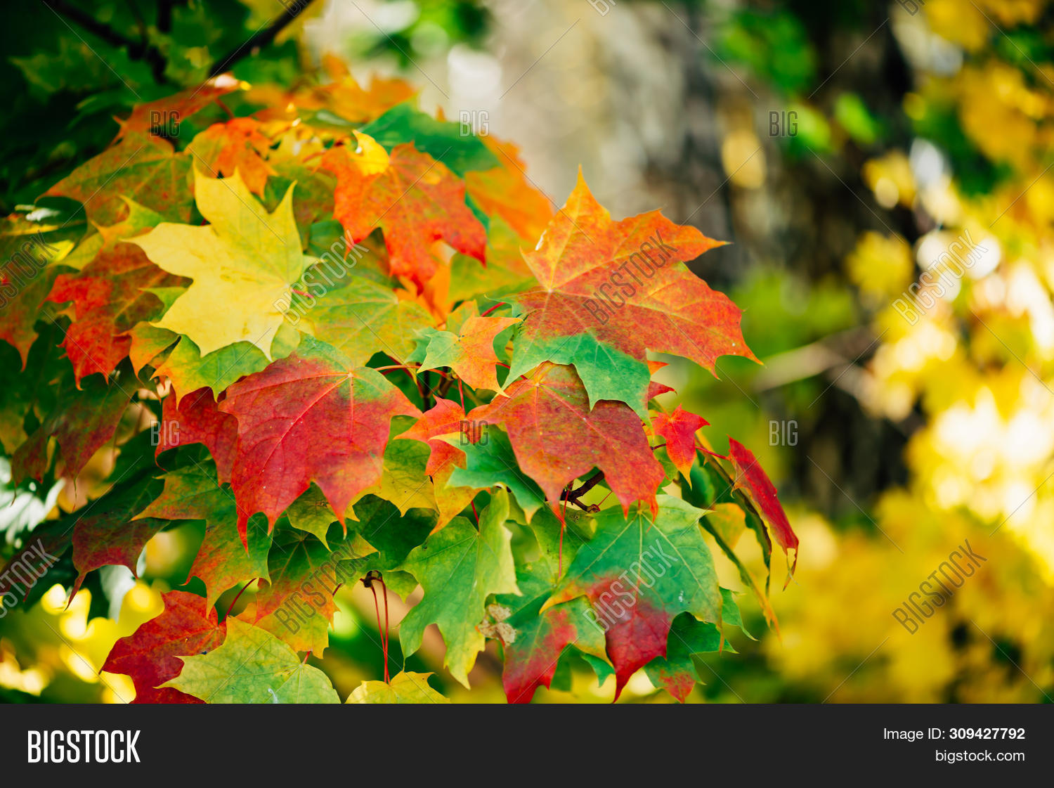 Autumn Maple Leaves