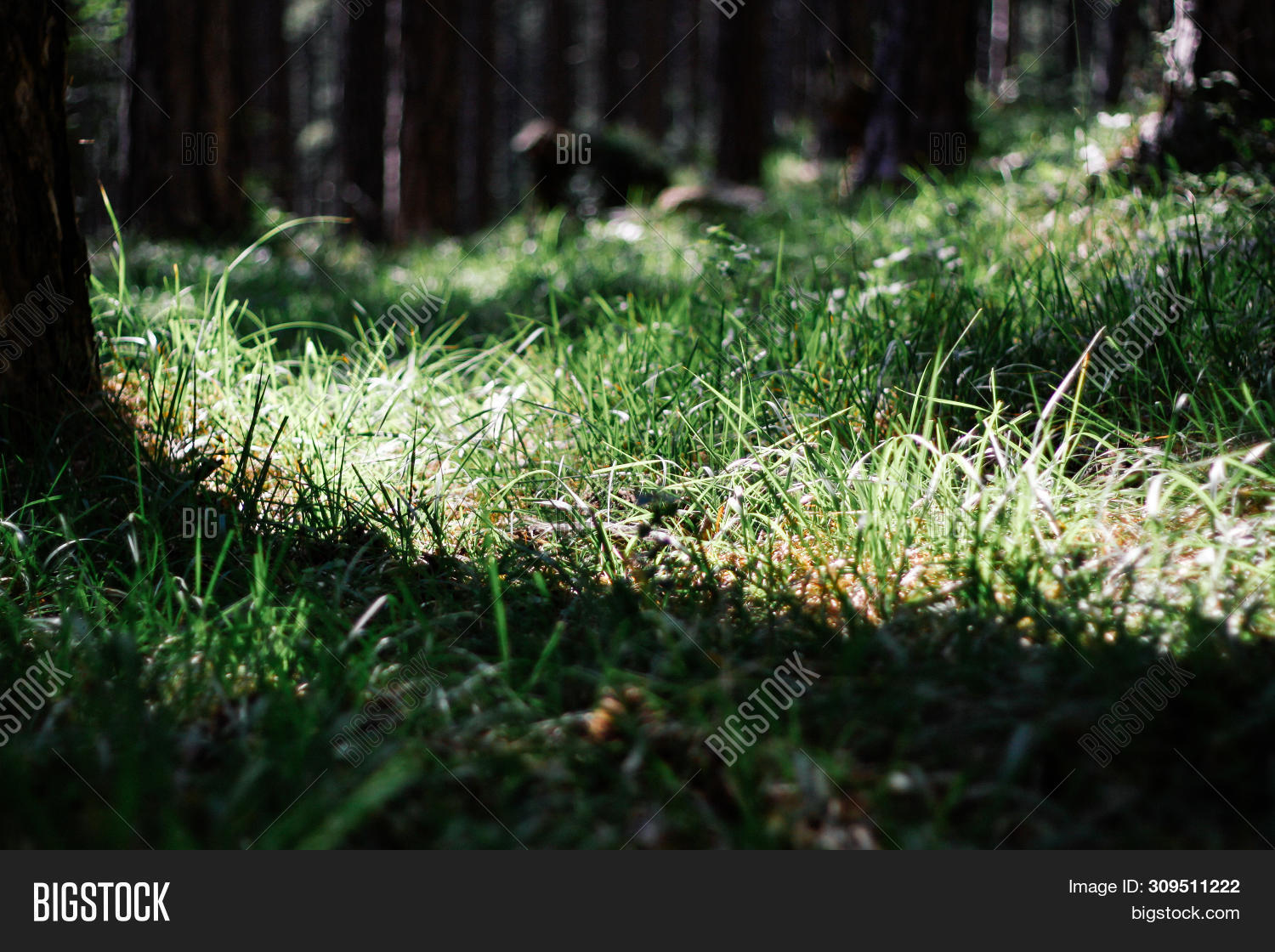 Beautiful Tree Roots Image & Photo (Free Trial) | Bigstock