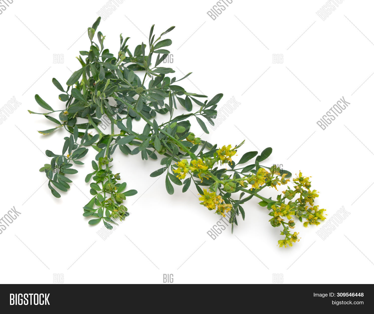 Ruta Commonly Known Image & Photo (Free Trial) | Bigstock