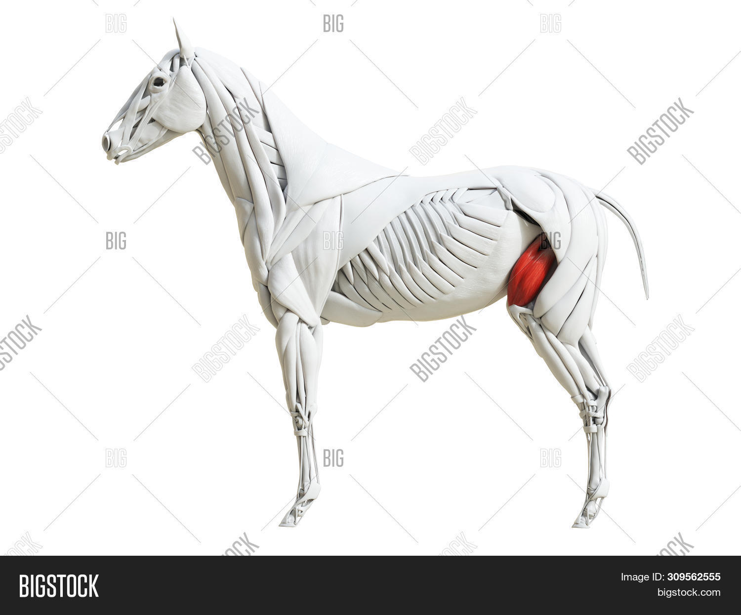 3d Rendered Medically Image & Photo (Free Trial) | Bigstock