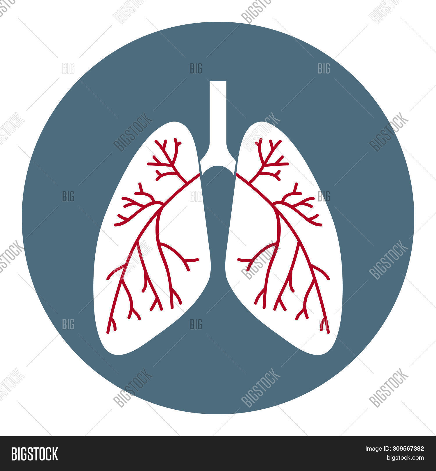 Lungs Icon. Health Image & Photo (Free Trial) | Bigstock