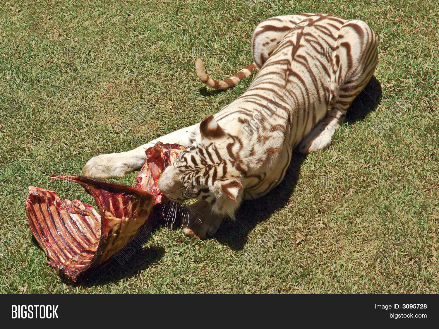 White Bengal Tiger Image & Photo (Free Trial) | Bigstock