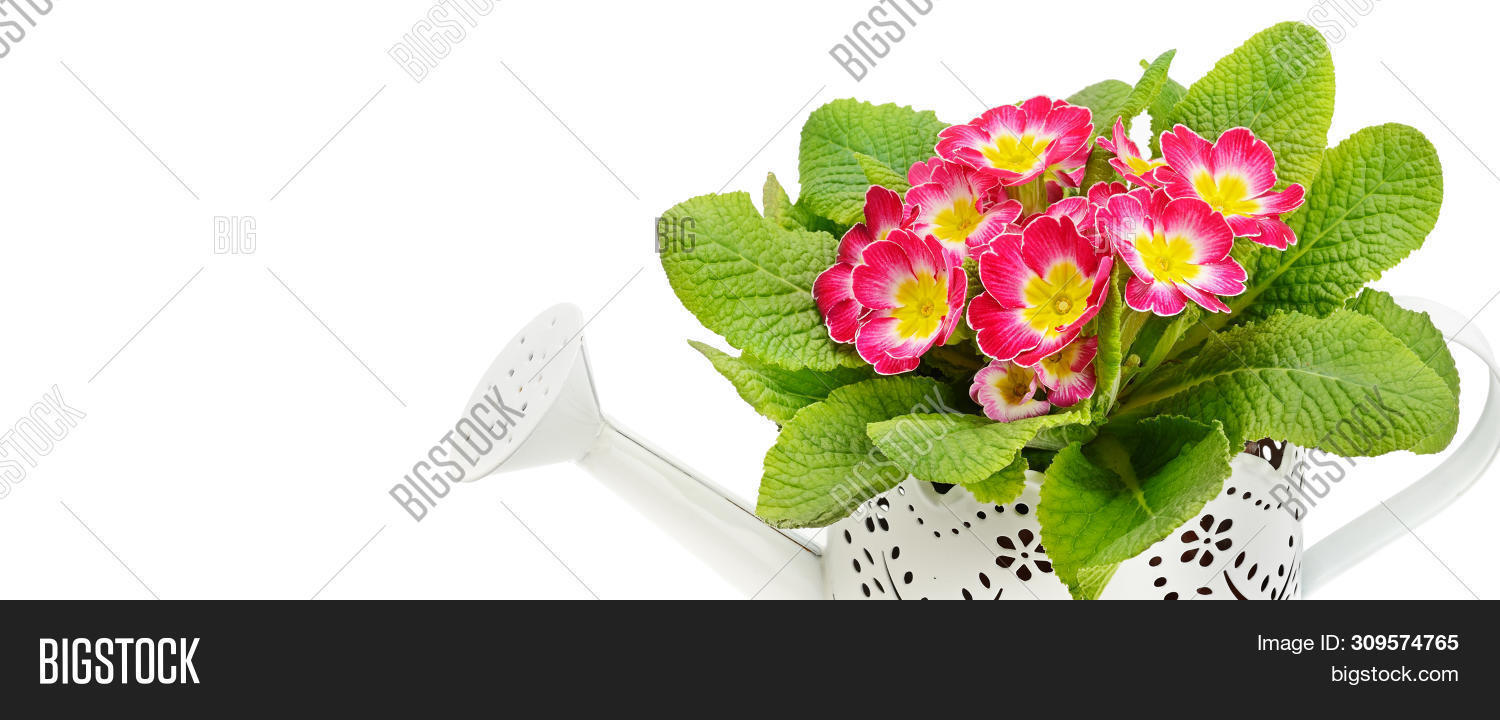 Primrose Decorative Image & Photo (Free Trial) | Bigstock