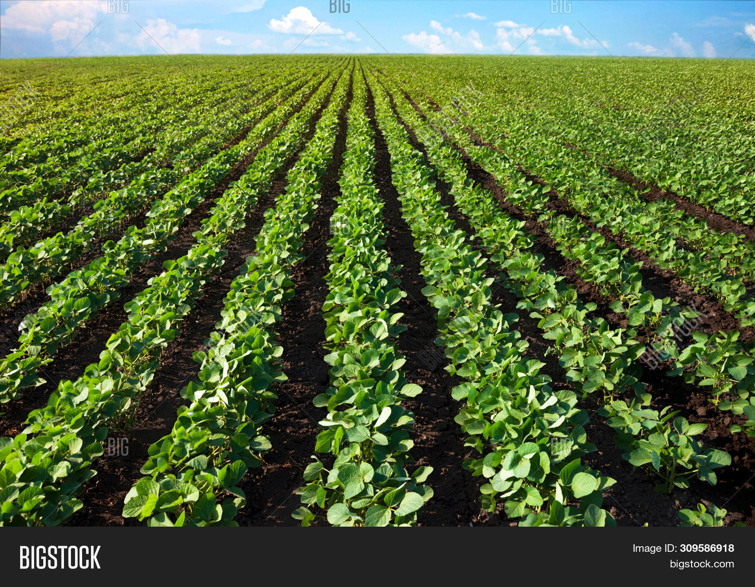 Field Young Shoots Soy Image & Photo (Free Trial) | Bigstock