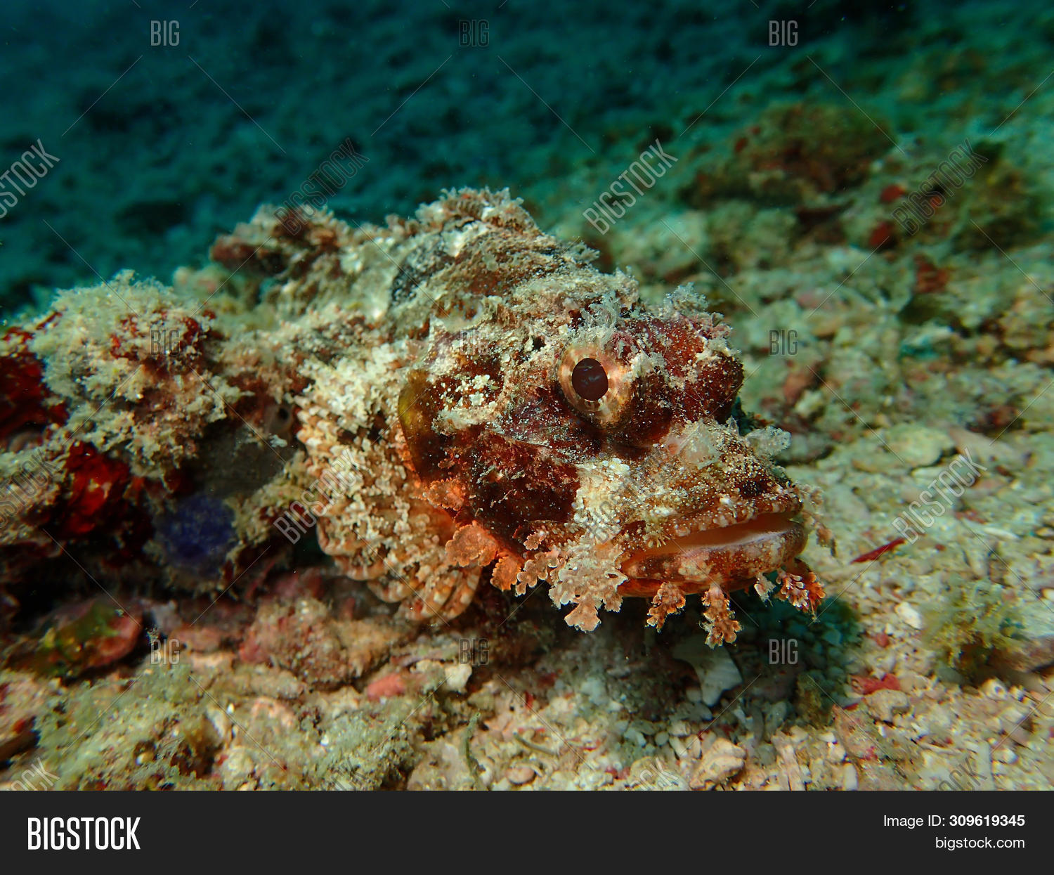 Closeup Macro Shot Image & Photo (Free Trial) | Bigstock