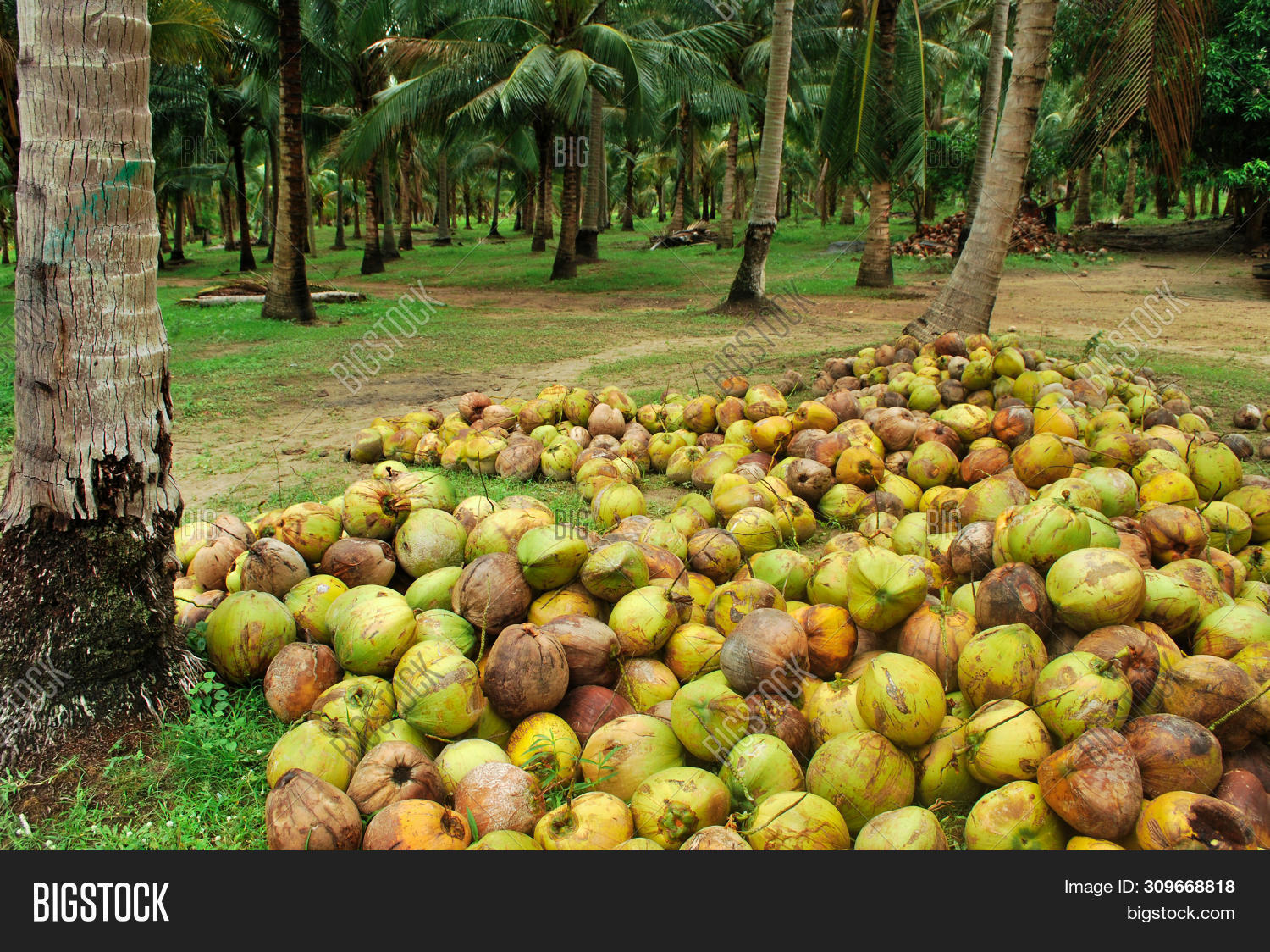 Coconut Plantations Image & Photo (Free Trial) | Bigstock