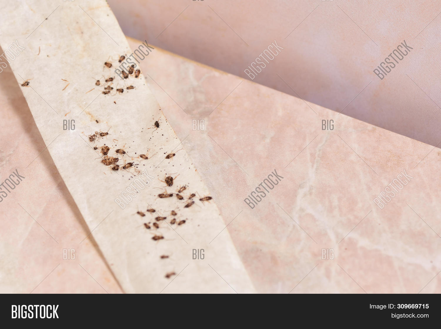 Domestic Cockroaches Image & Photo (Free Trial) | Bigstock