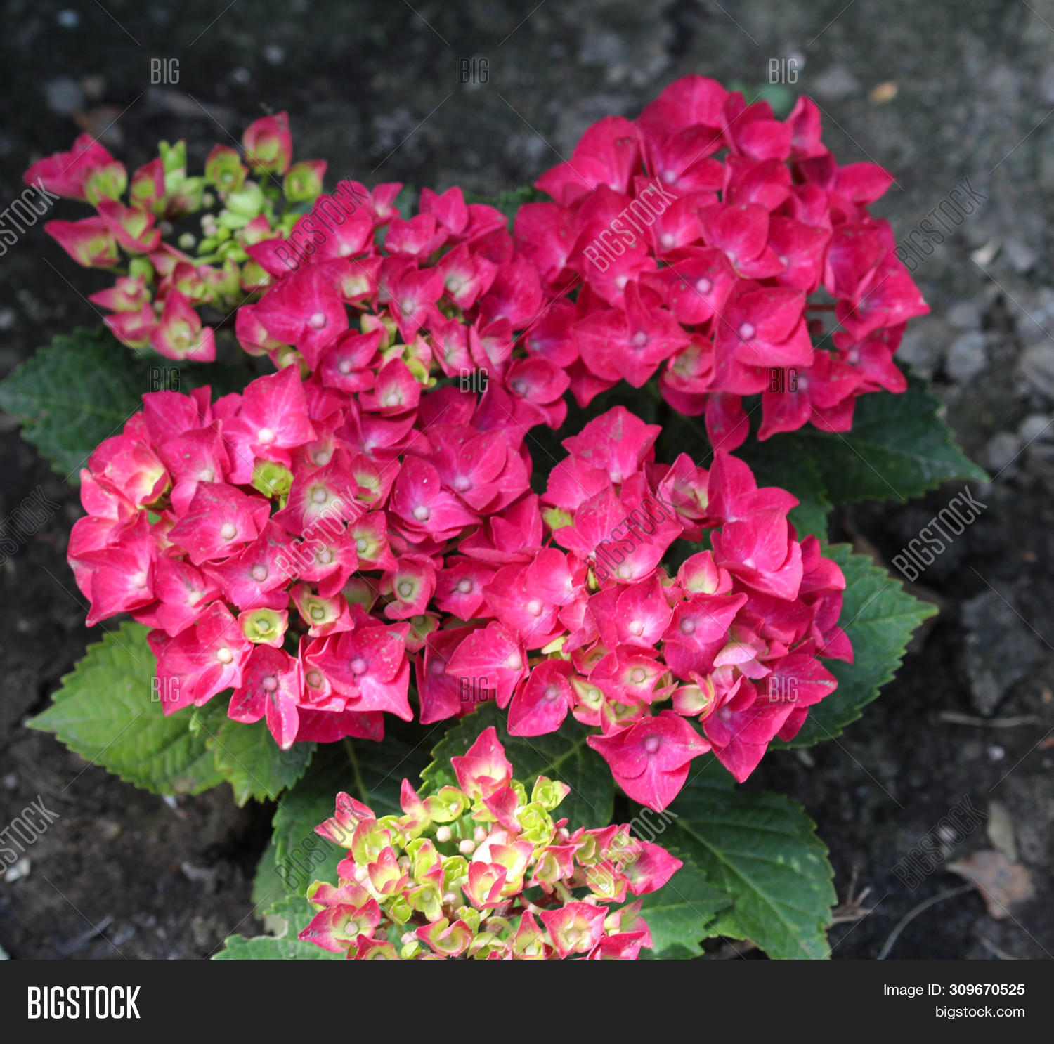 Mopheads Hydrangea ( Image & Photo (Free Trial) | Bigstock