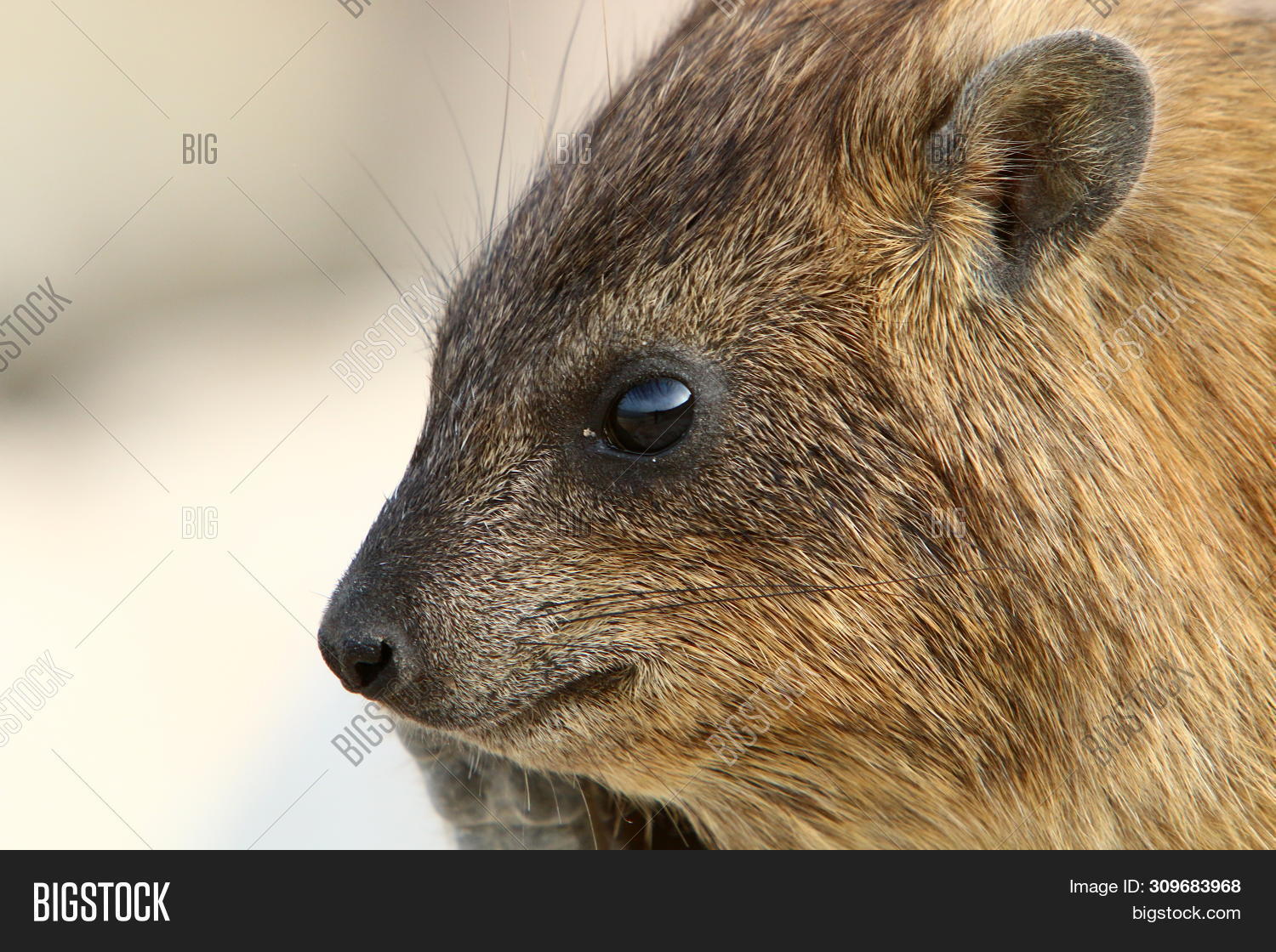 Daman Sits On Rock Image & Photo (Free Trial) | Bigstock