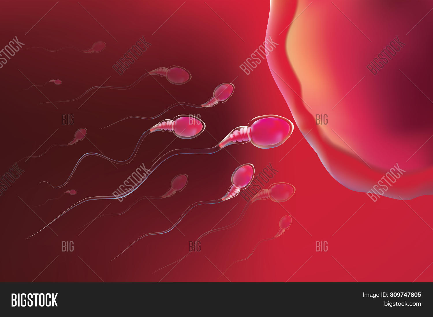 One Sperm Human Semen Image & Photo (Free Trial) | Bigstock