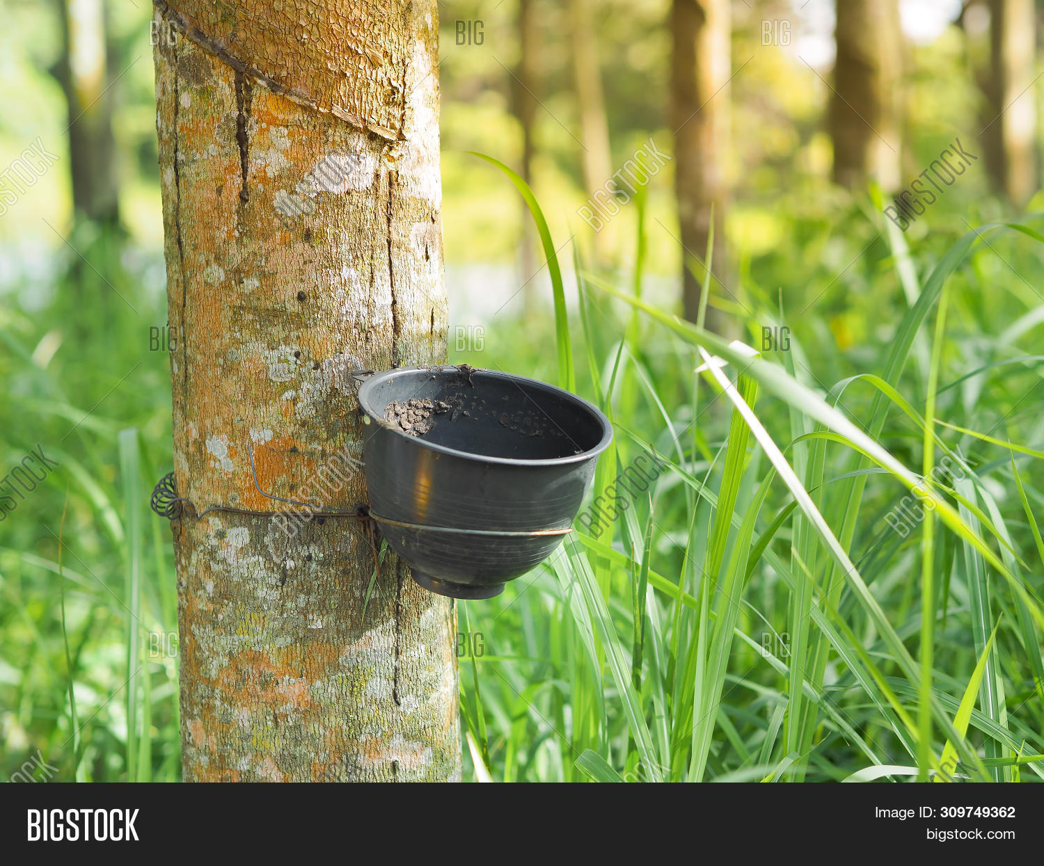 Pot Bowl Filled Rubber Image & Photo (Free Trial) | Bigstock