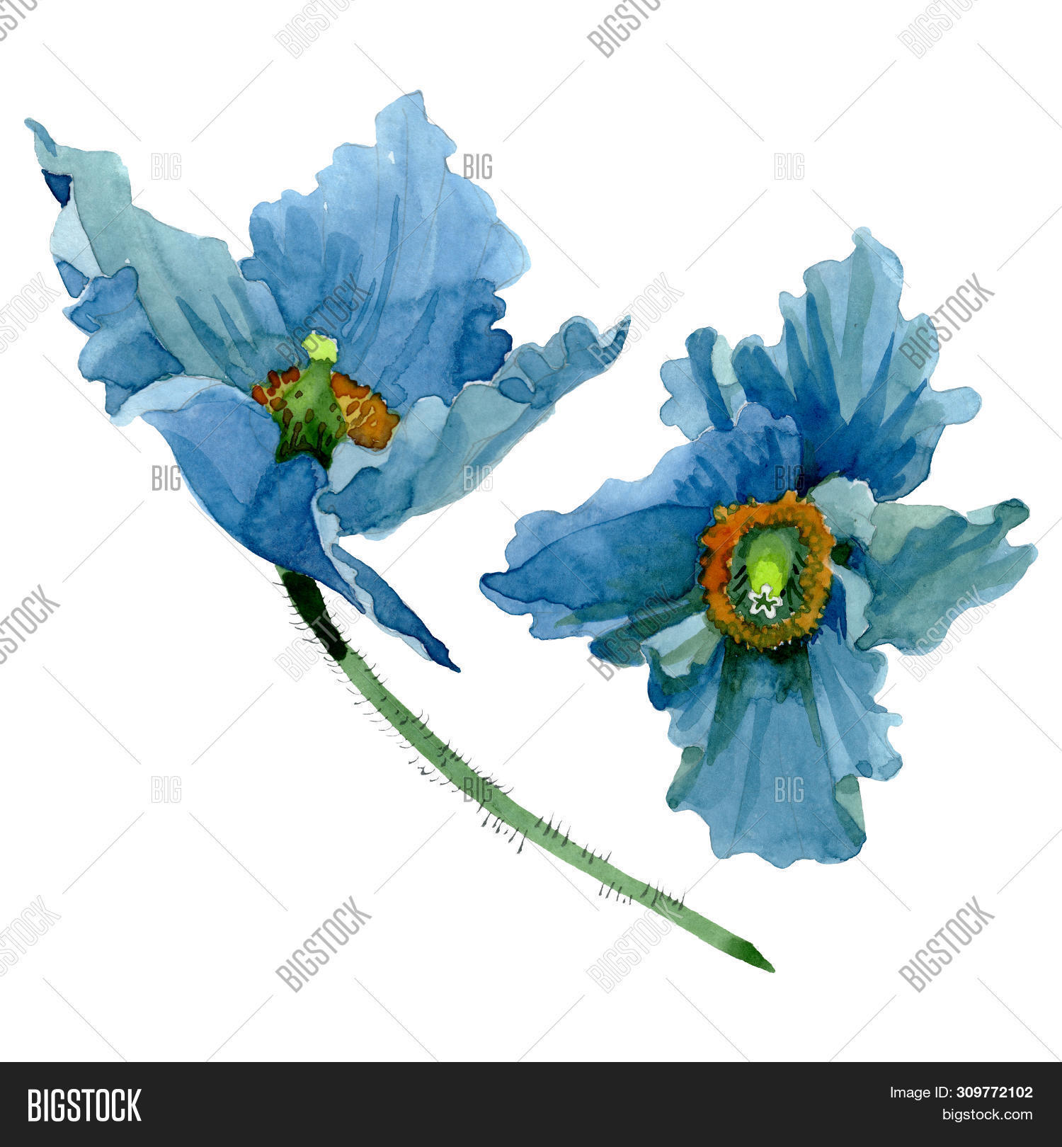 Blue Poppy Floral Image & Photo (Free Trial) | Bigstock