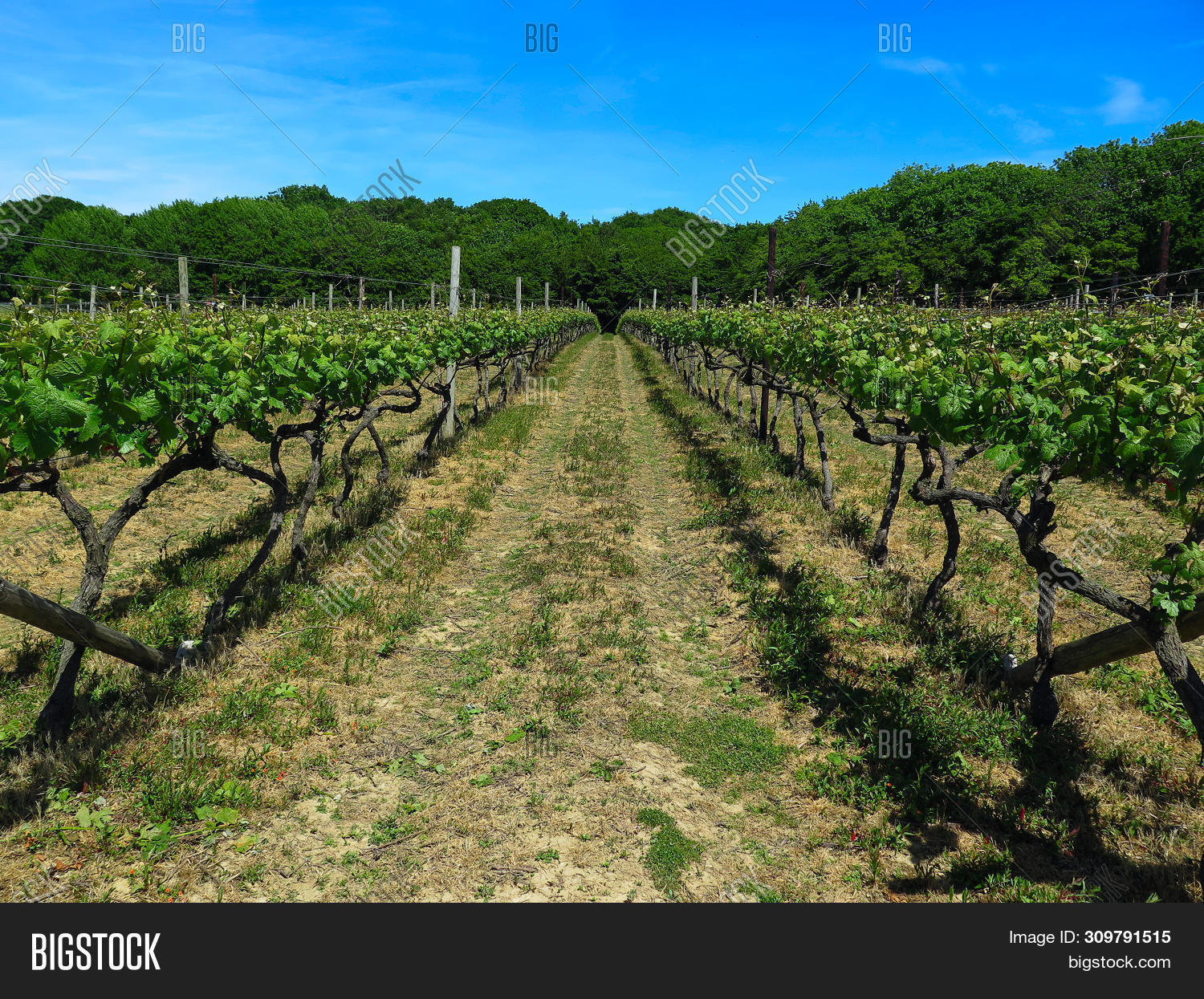 Vineyard England. Image & Photo (Free Trial) | Bigstock