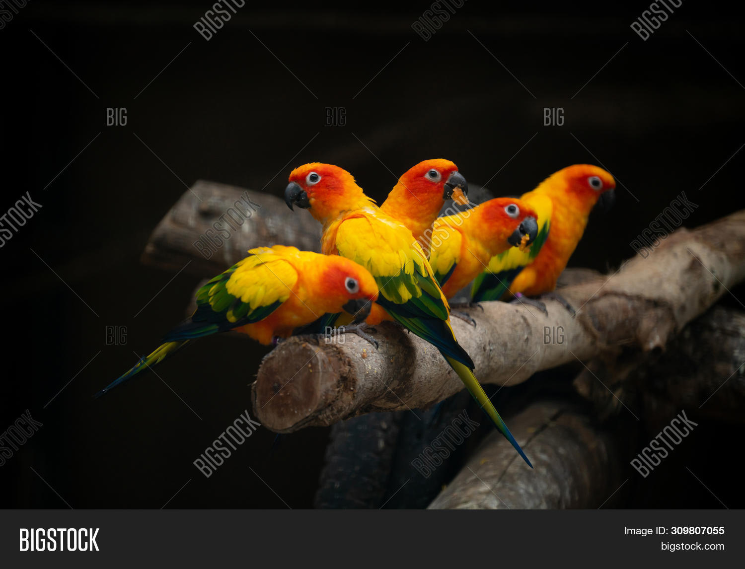 Group Sunconure Parrot Image & Photo (Free Trial) | Bigstock