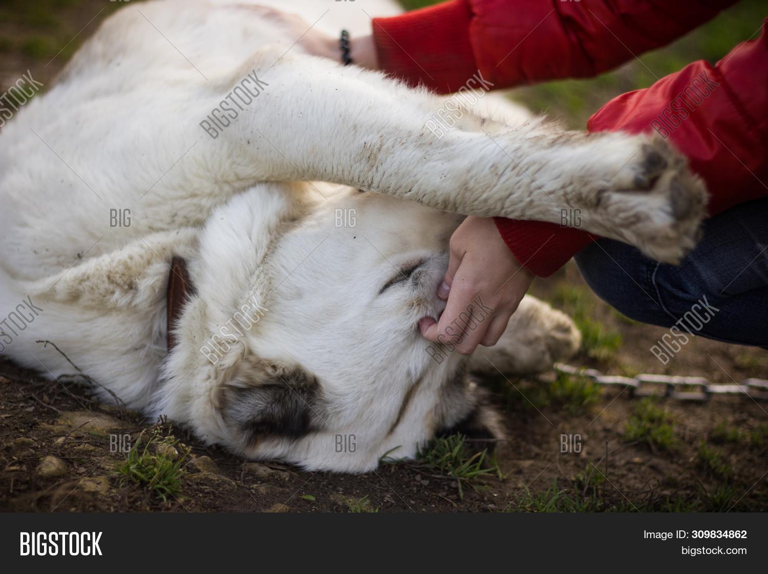 Hand Pet Lying Dog, Image & Photo (Free Trial) | Bigstock