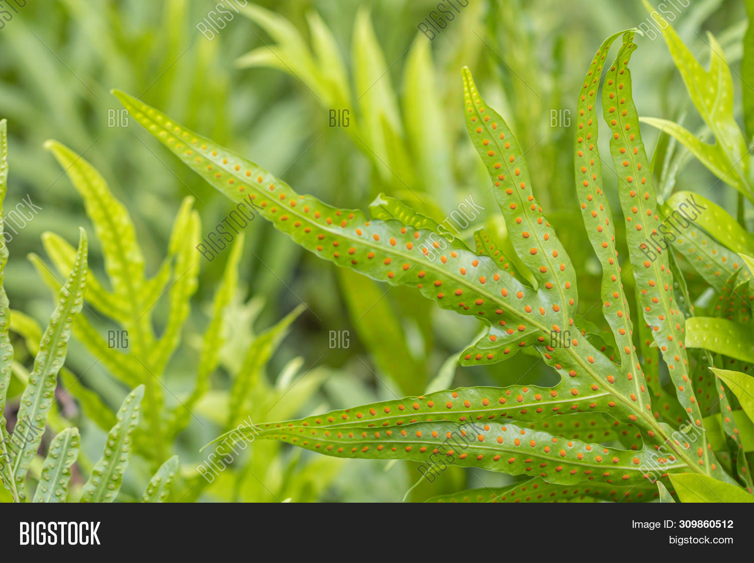 Close Phymatosorus Image & Photo (Free Trial) | Bigstock