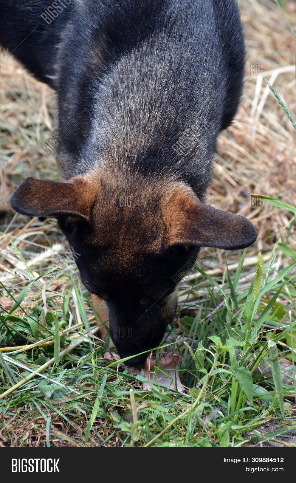 Mixed-breed Dog Hewing Image & Photo (Free Trial) | Bigstock