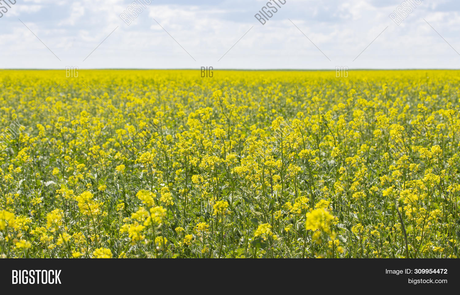 Blooming Canola Field Image & Photo (Free Trial) | Bigstock