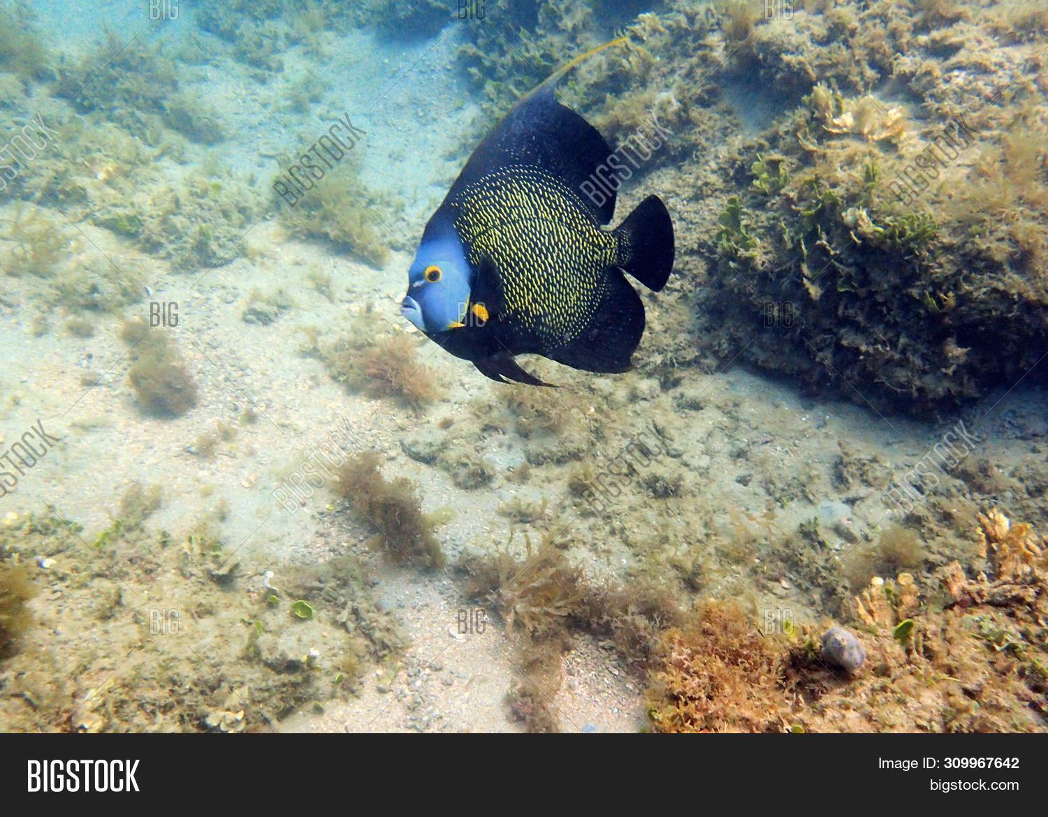 Beautifully Colored Image & Photo (Free Trial) | Bigstock