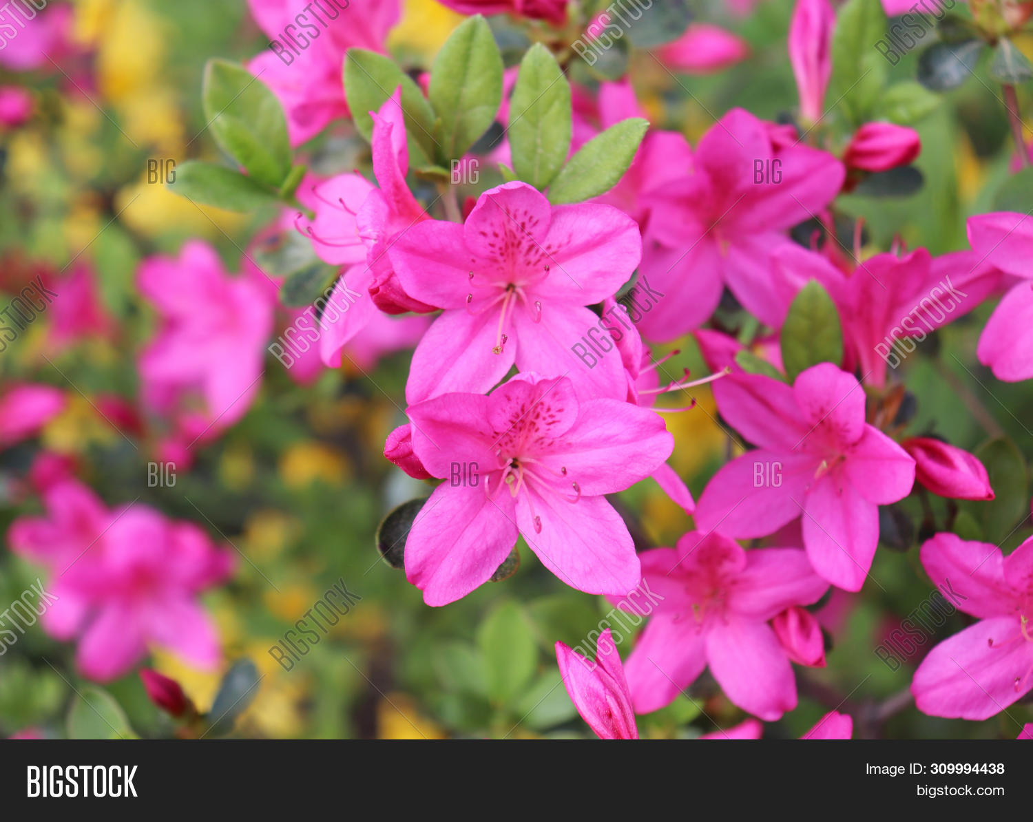 Big Azalea Image & Photo (Free Trial) | Bigstock