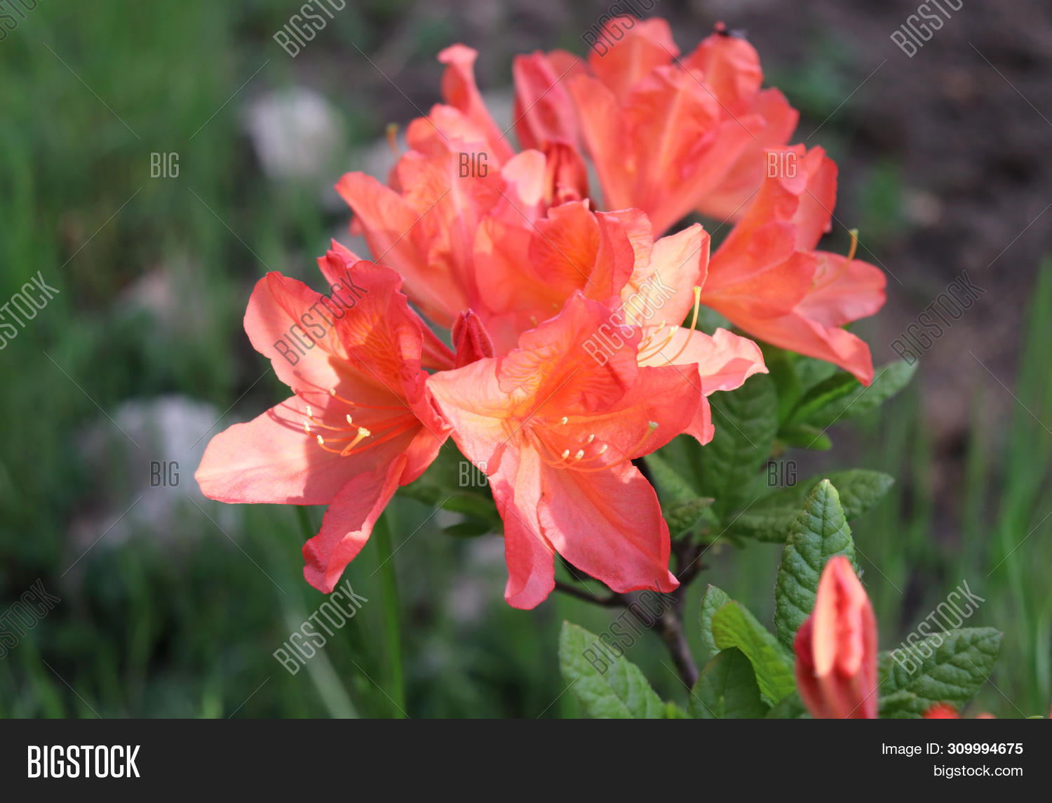 Big Azalea Image & Photo (Free Trial) | Bigstock