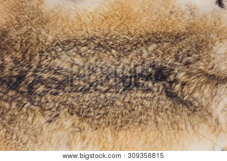 Texture Natural Rabbit Image & Photo (Free Trial) | Bigstock