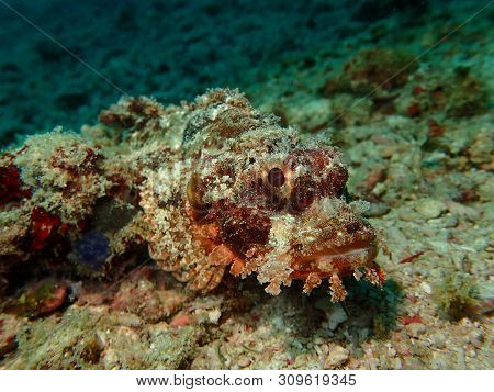 Closeup Macro Shot Image & Photo (Free Trial) | Bigstock