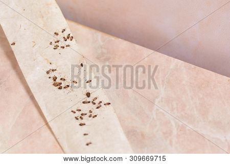 Domestic Cockroaches Image & Photo (Free Trial) | Bigstock