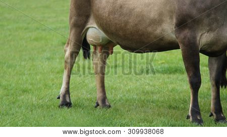 Dairy Cow Full Udder Image & Photo (Free Trial) | Bigstock