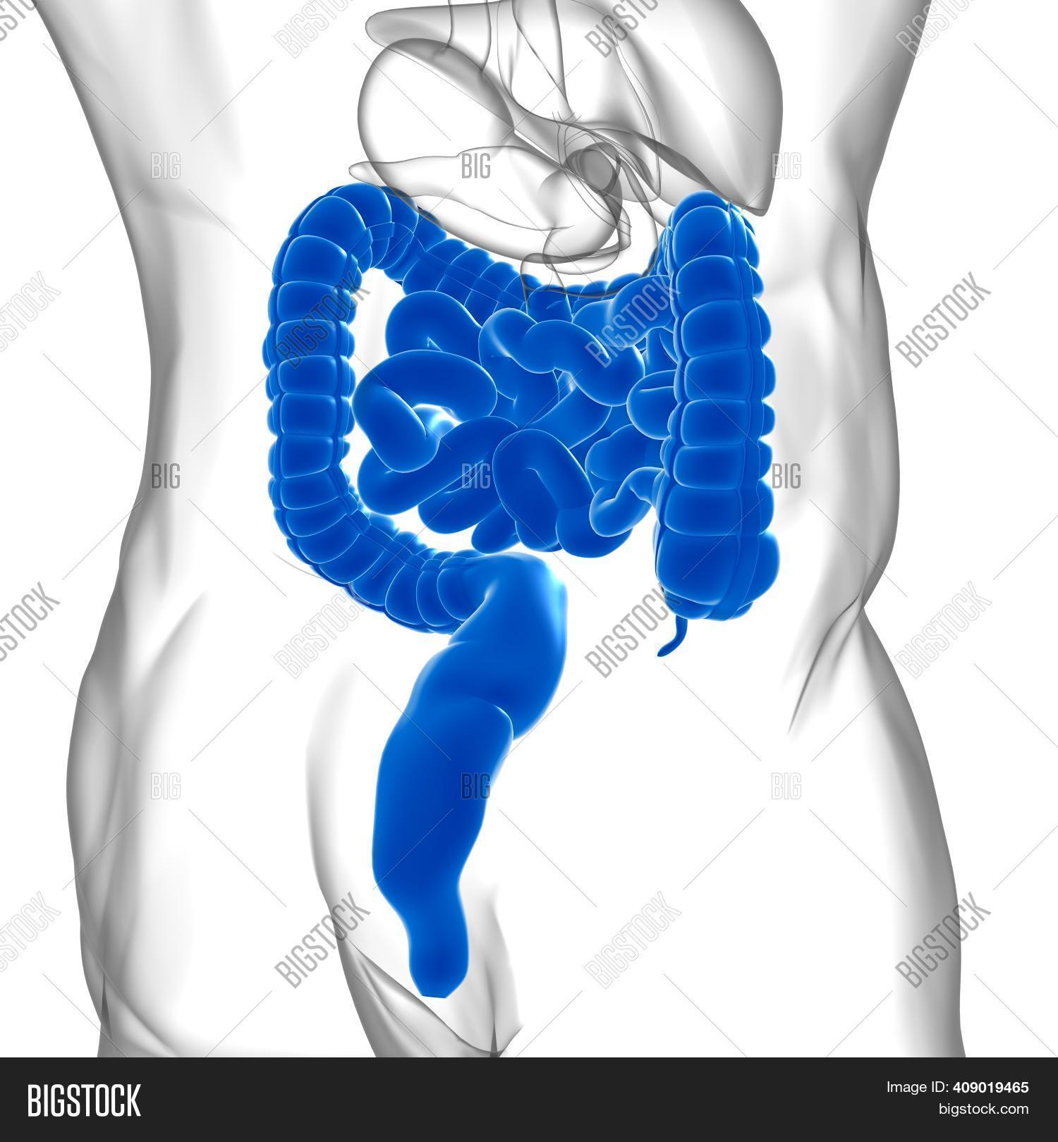 Small Large Intestine Image & Photo (Free Trial) | Bigstock