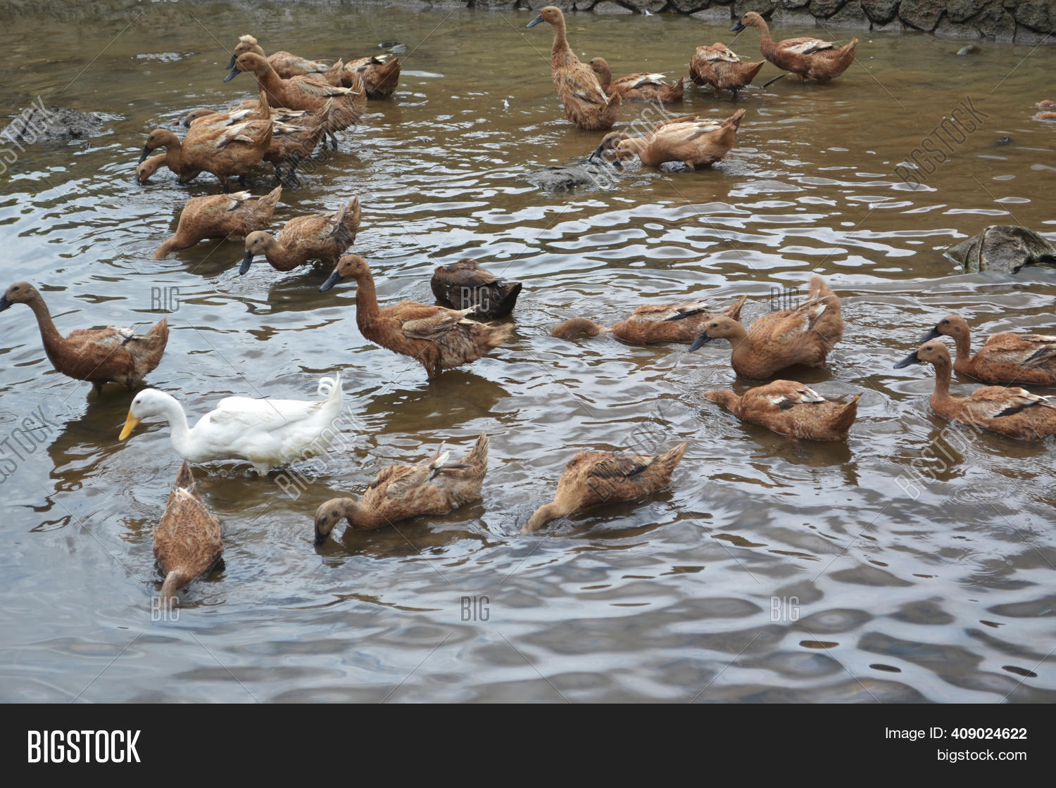 White Feathered Duck Image & Photo (Free Trial) | Bigstock