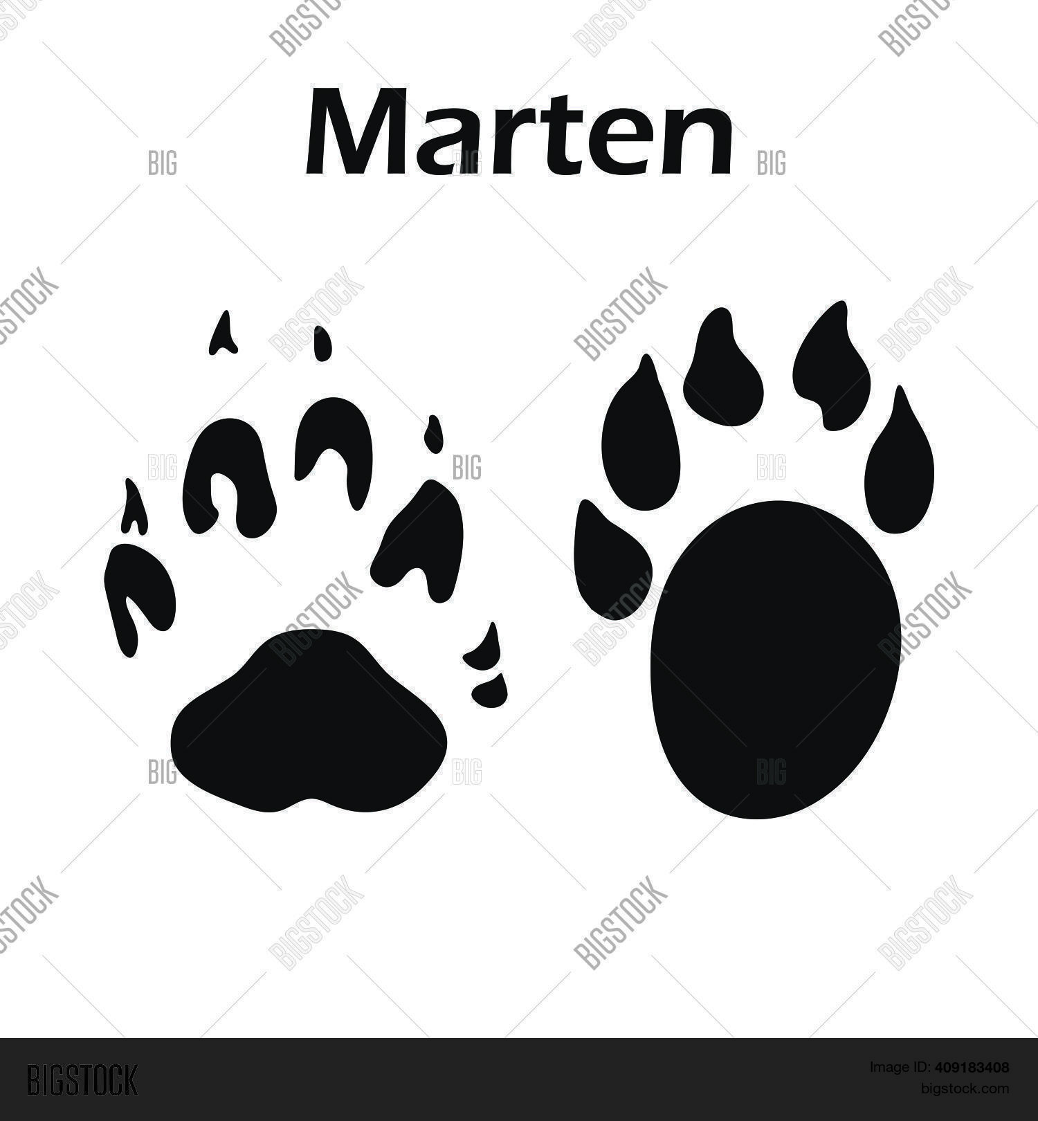 Marten Footprint. Vector & Photo (Free Trial) | Bigstock