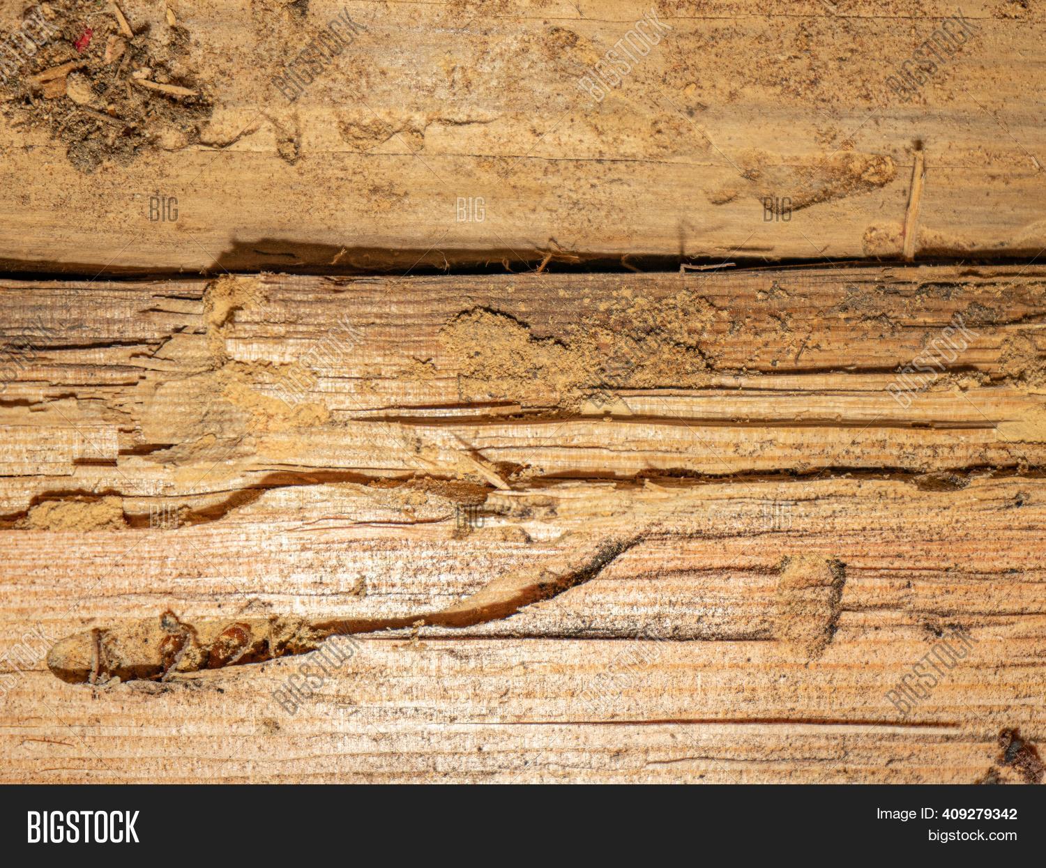 Old Wood Damaged By Image & Photo (Free Trial) | Bigstock