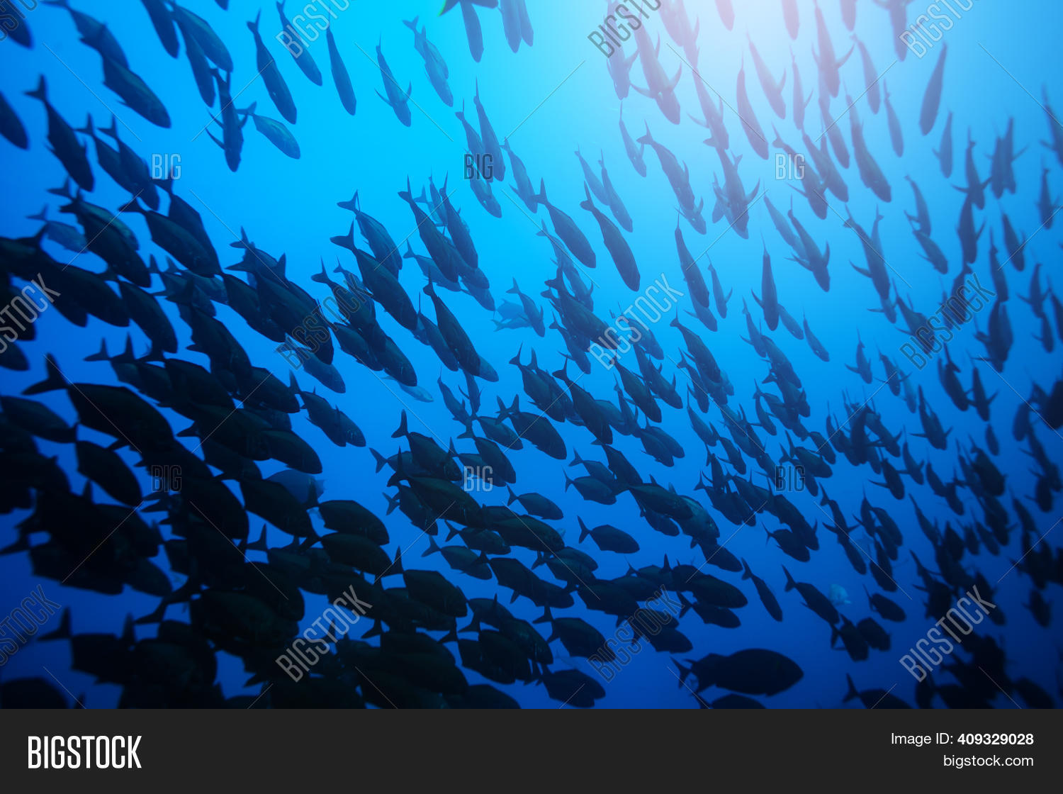 Big Fish School Image & Photo (Free Trial) | Bigstock
