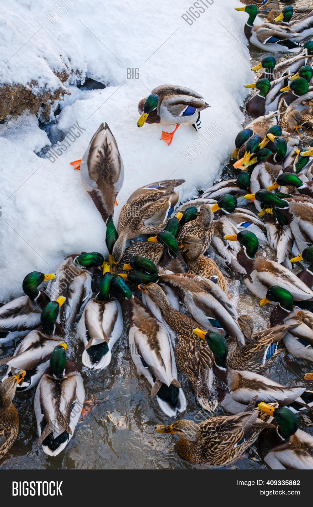 Duck Flock. Many Ducks Image & Photo (Free Trial) | Bigstock