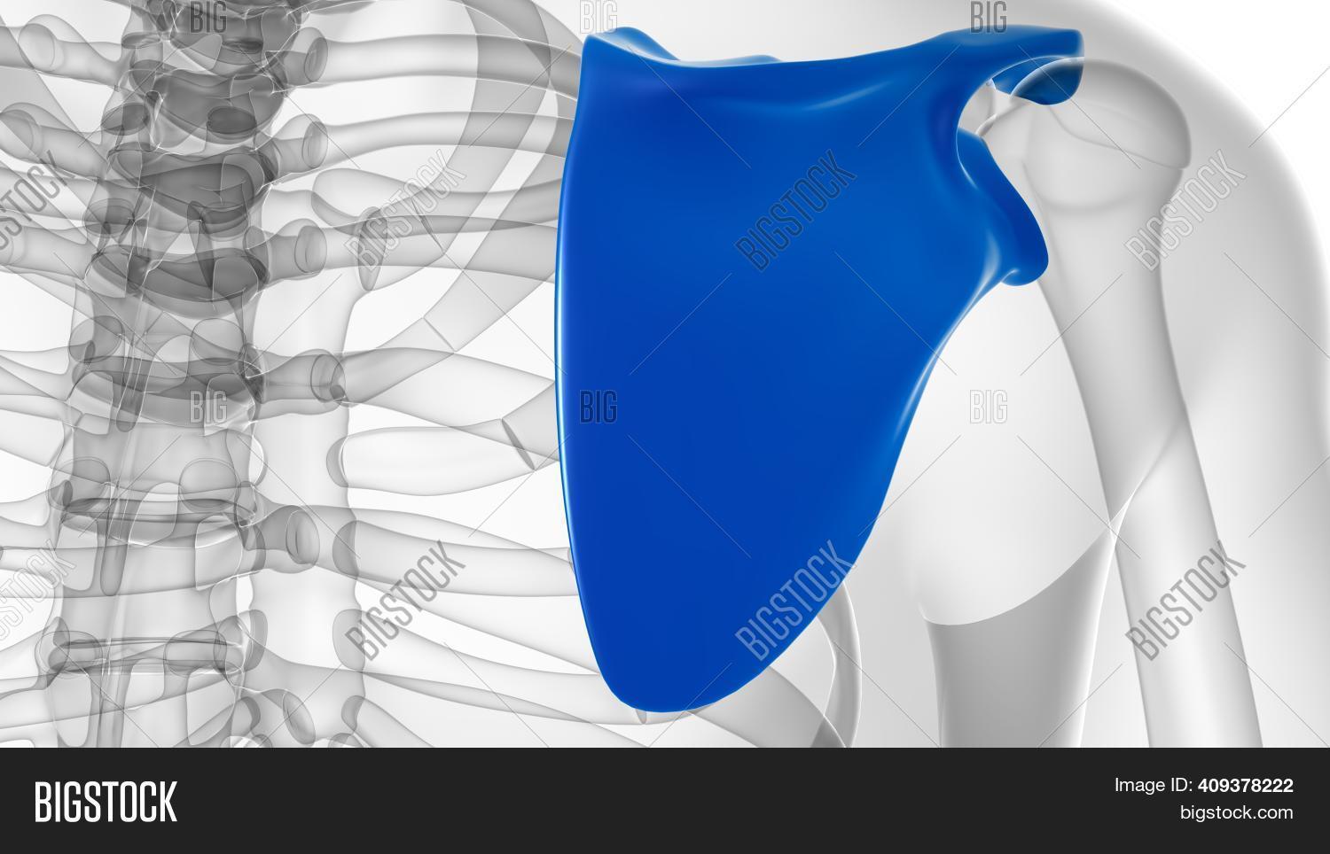 Human Skeleton Anatomy Image & Photo (Free Trial) | Bigstock