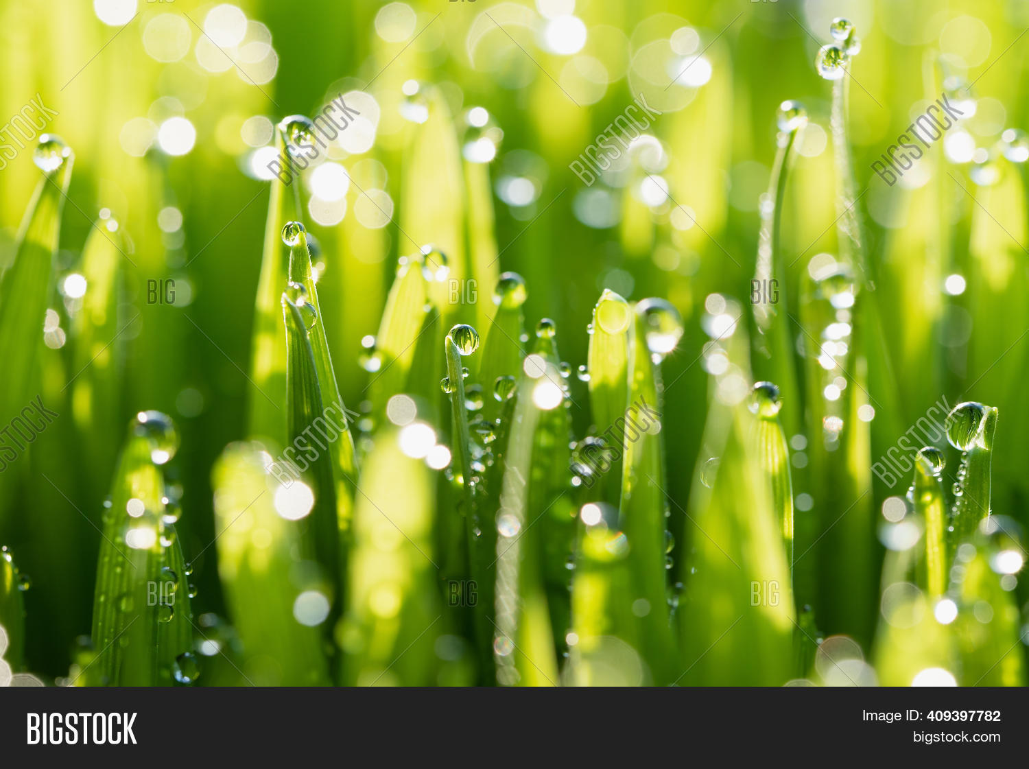 Wet Spring Green Grass Image & Photo (Free Trial) | Bigstock